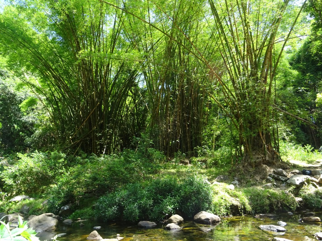 Randonnées à l’île de la Réunion : immersion dans les paysages ...